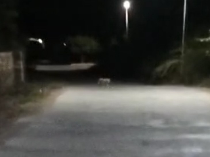 Somnath Society Leopard Sighting; Locals Demand Security | Gujarat News