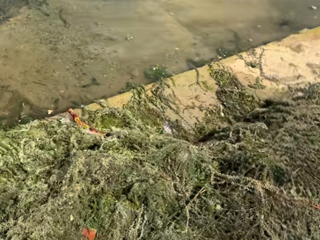 Dakor Gomti Lake Filth Sparks Devotee Hardship | Adhik Maas