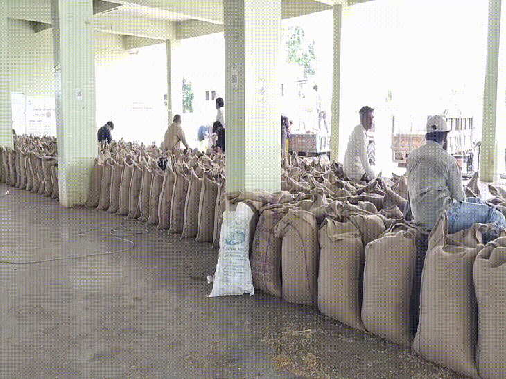Vanthali Wheat Procurement Crisis; Farmers Face Distress | Rain Fear