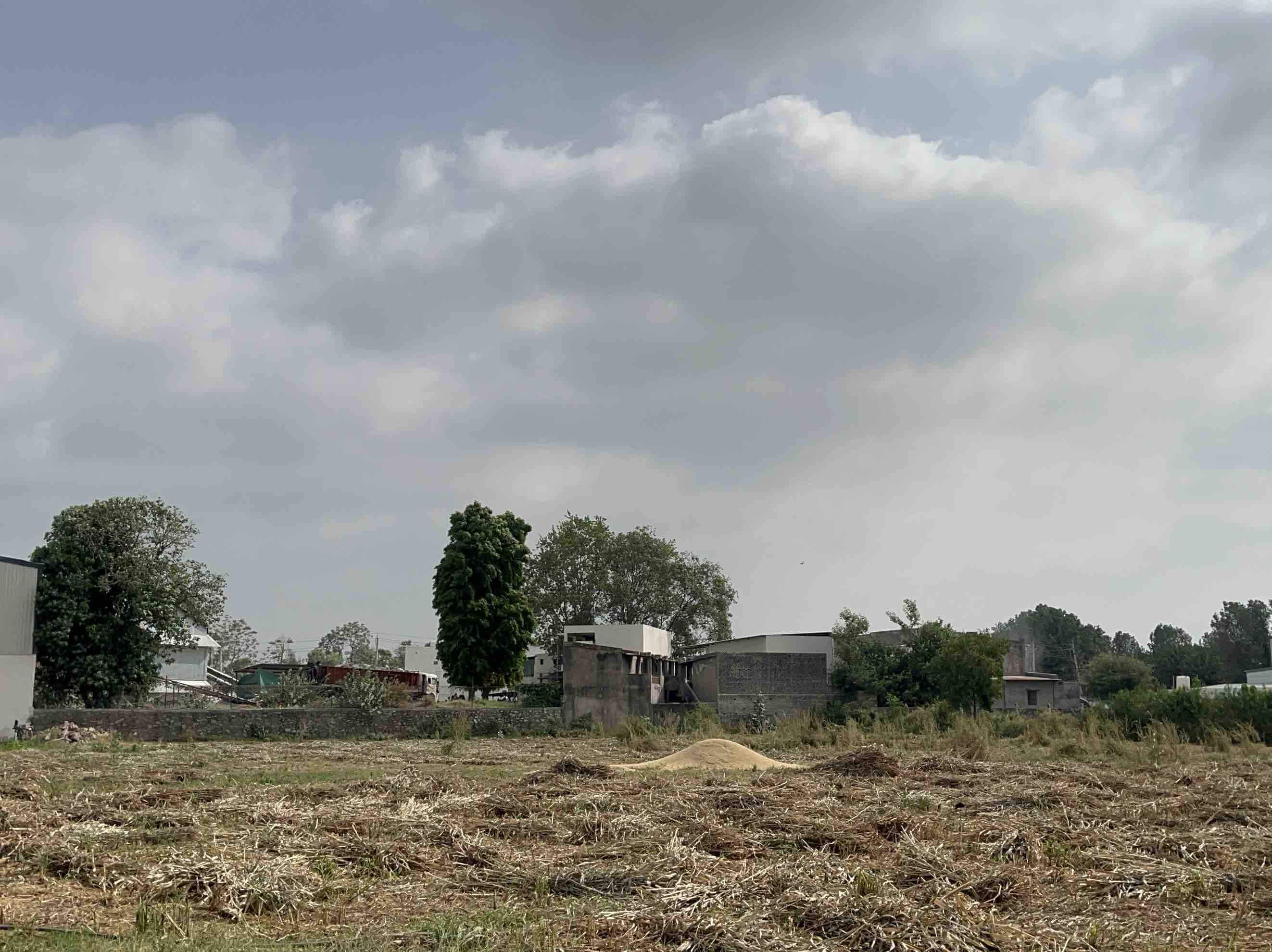 Palampur, Disa Cloudy Weather; Banaskantha Farmers Worried