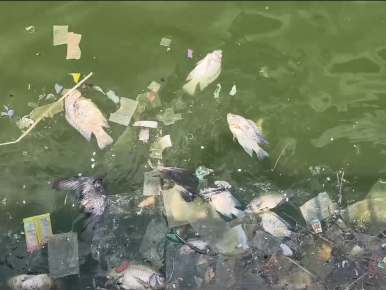 Vadodara Sursagar Lake Fish Kill; Oxygen Plant Fail | Opposition Questions