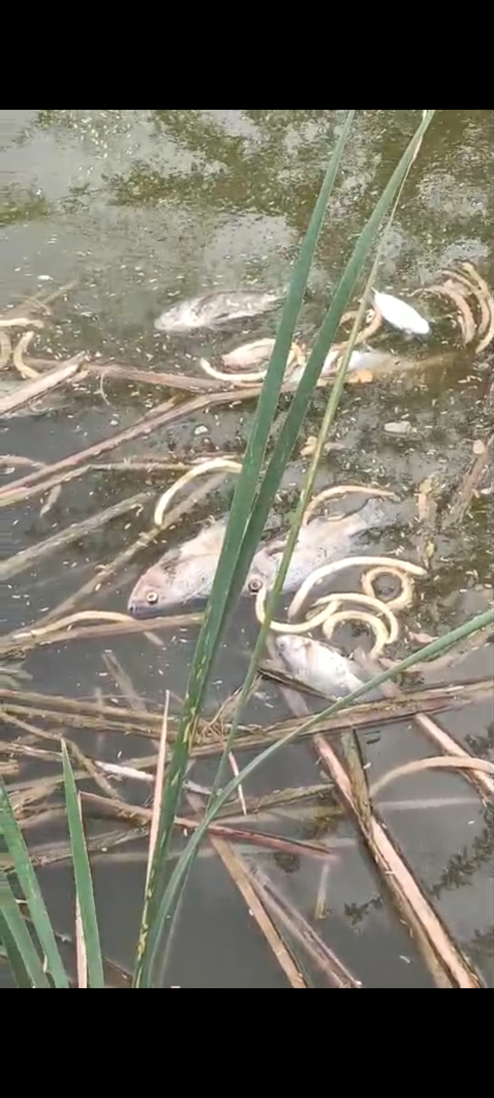 Fish die due to chemical-laden water being dumped in Khari-Rupen river