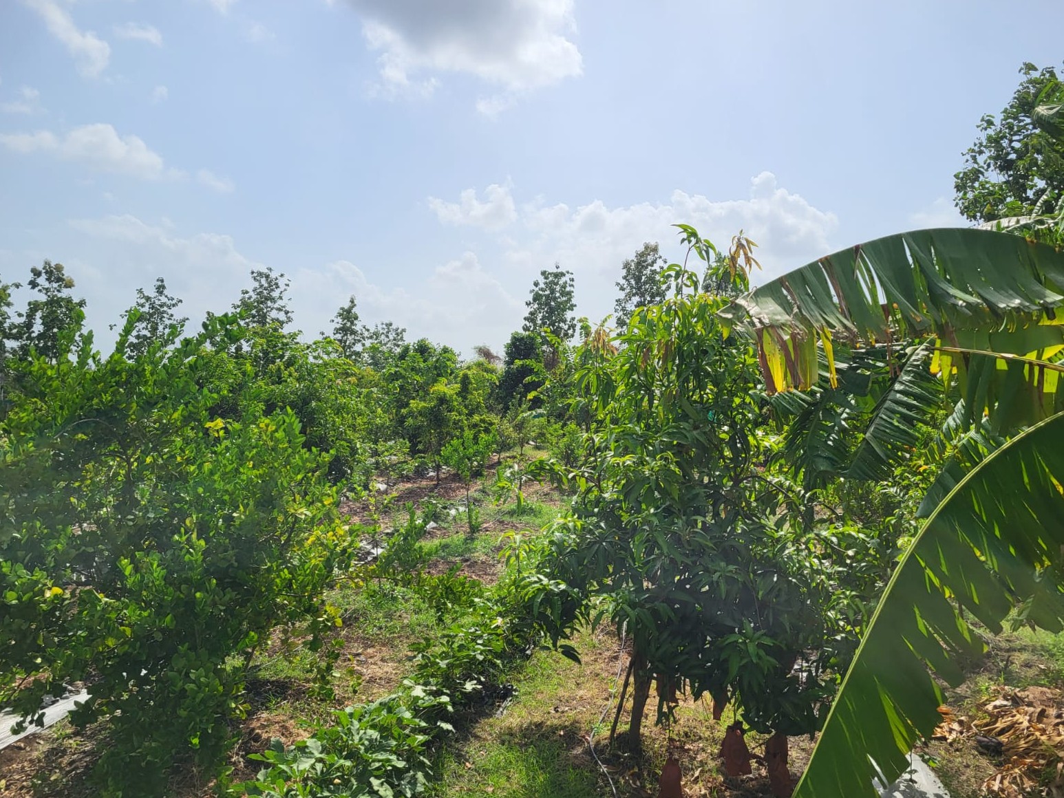 Organic Farming Success: Woman Farmer Grows 35+ Fruits in 1 Bigha | Chikhli