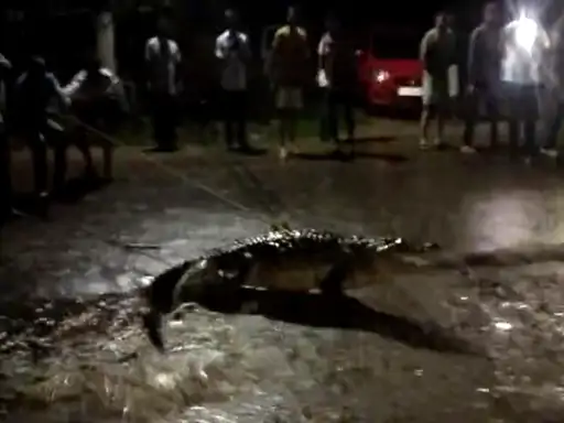 Forest dept captures 9-foot Crocodile in Vadodara; 3 Crocs from Vishwamitri river still at large ...